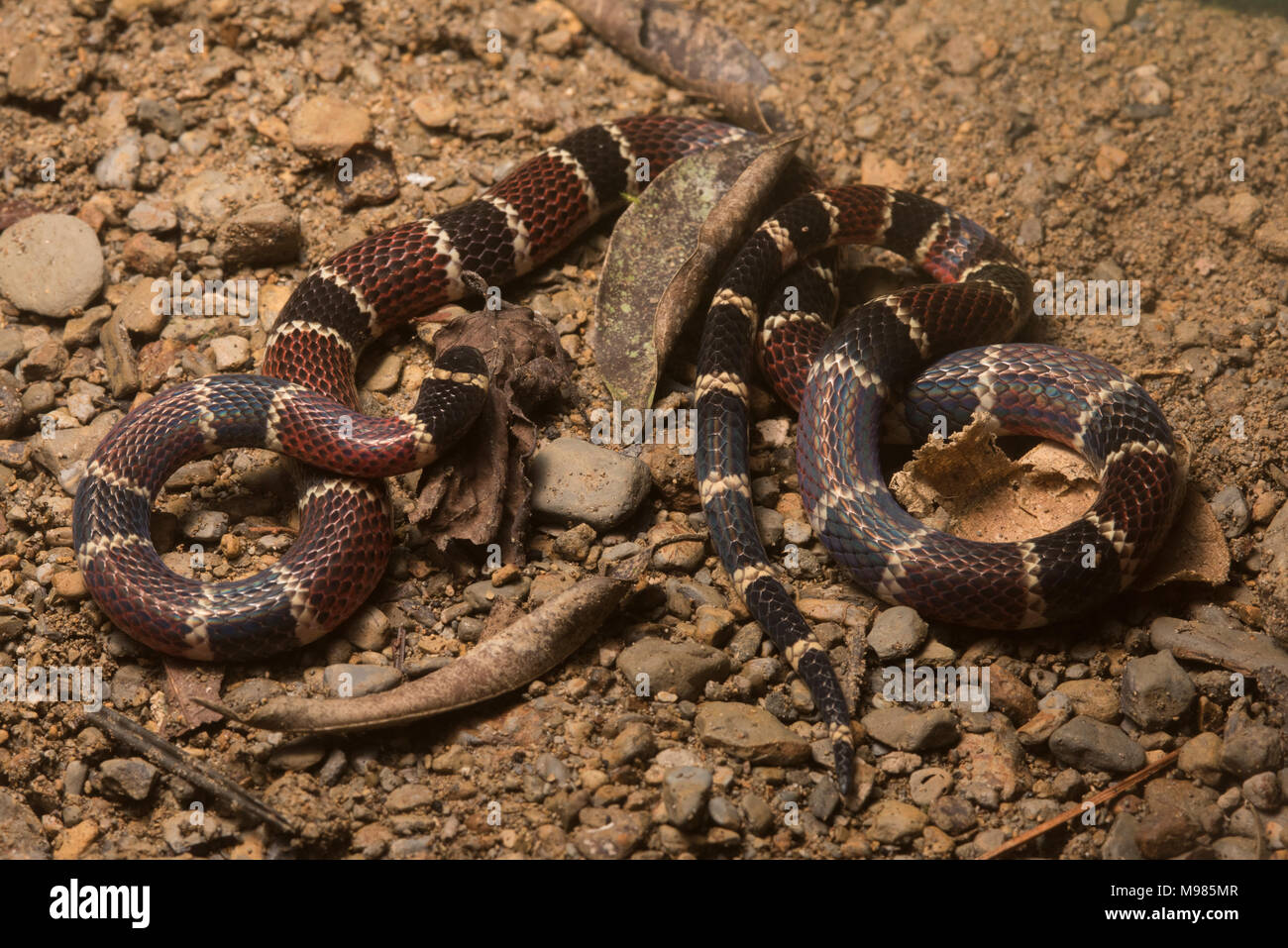 Die Peruanische Coral snake (Micrurus Peruvianus) ist ein sehr ...