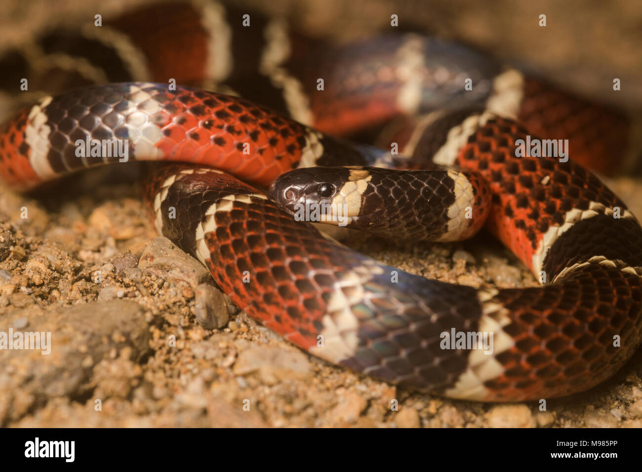 Die Peruanische Coral snake (Micrurus Peruvianus) ist ein sehr ...