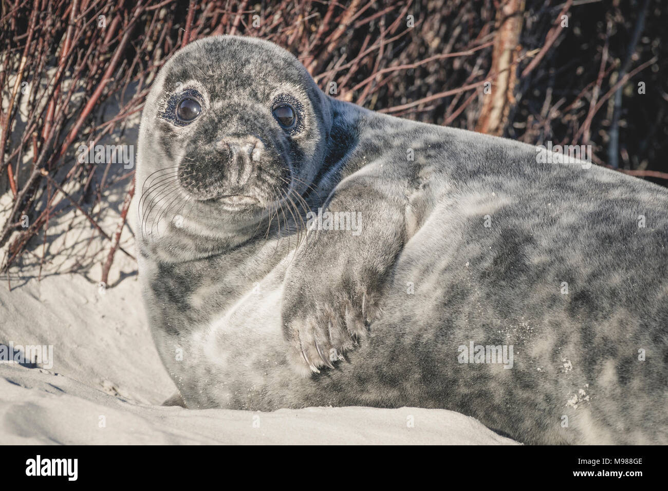 Kegelrobbe strand -Fotos und -Bildmaterial in hoher Auflösung – Alamy