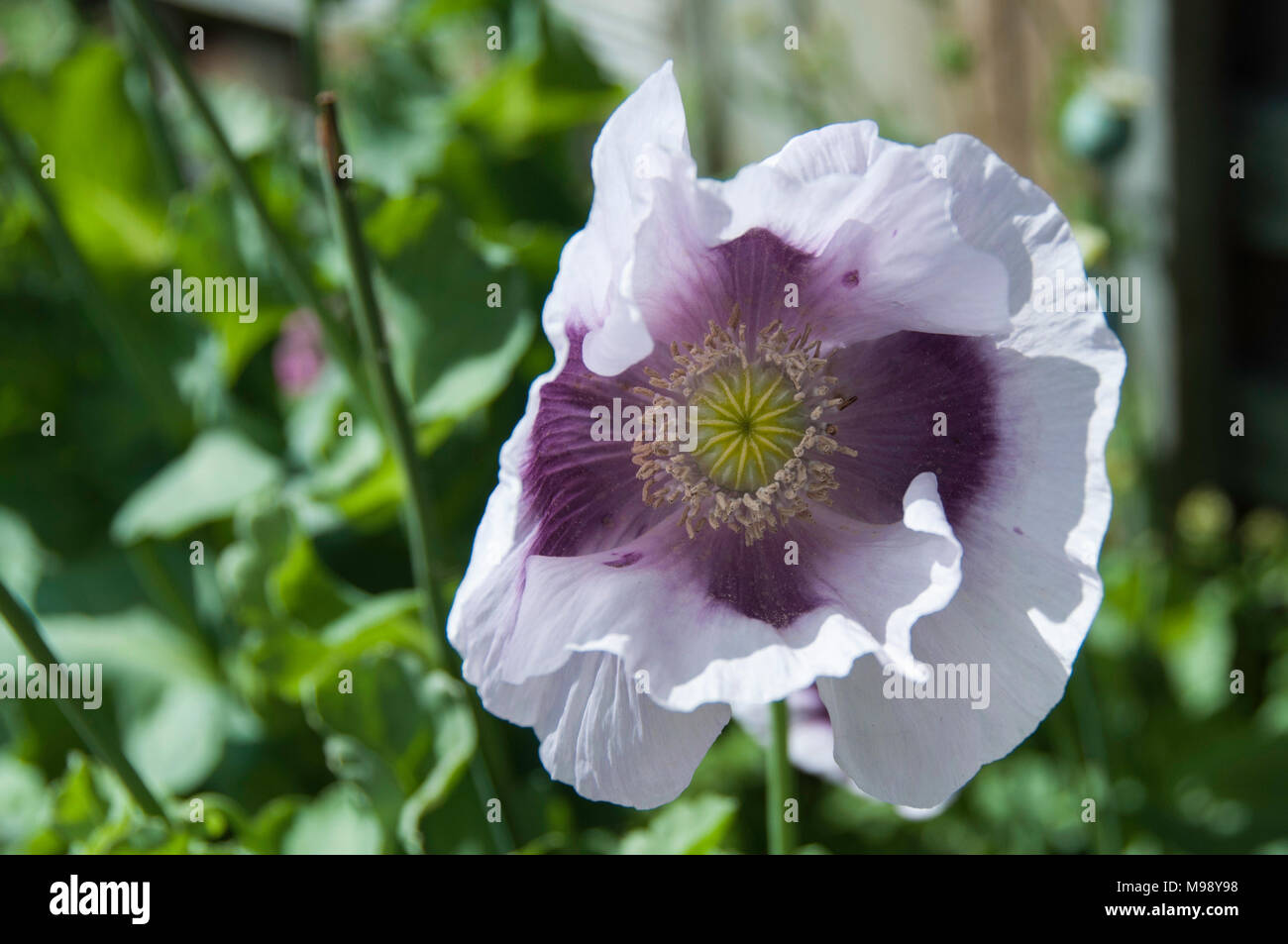 Lila mohnblume -Fotos und -Bildmaterial in hoher Auflösung – Alamy