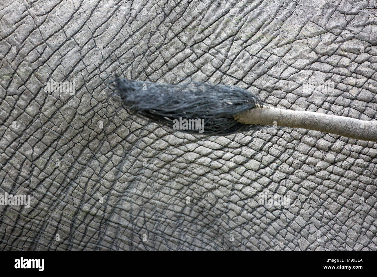Schwanz des elefanten -Fotos und -Bildmaterial in hoher Auflösung – Alamy