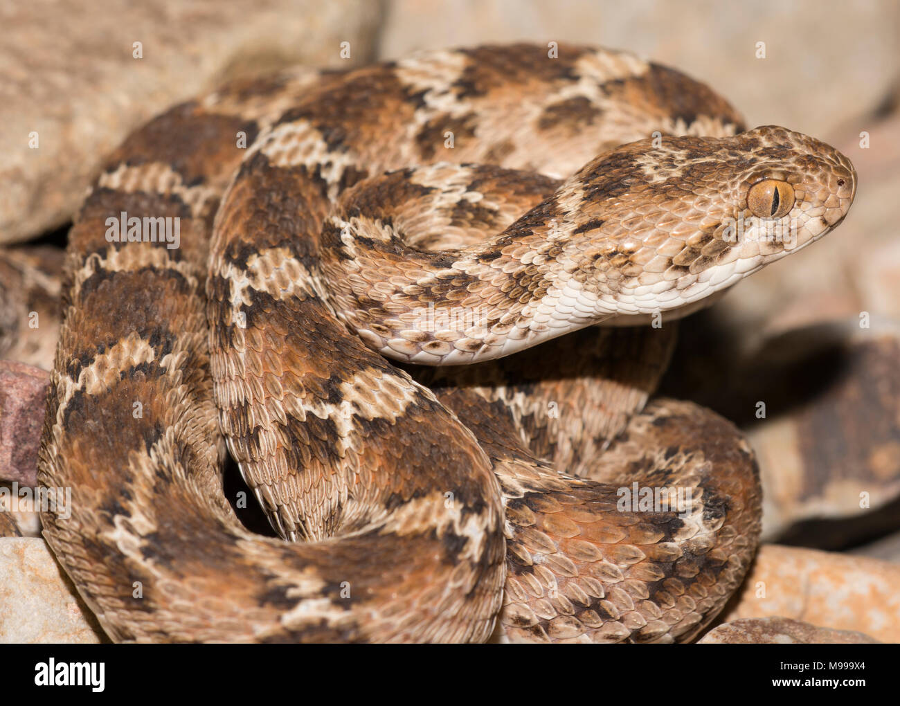 Venomous snakes of the saharan desert -Fotos und -Bildmaterial in hoher ...