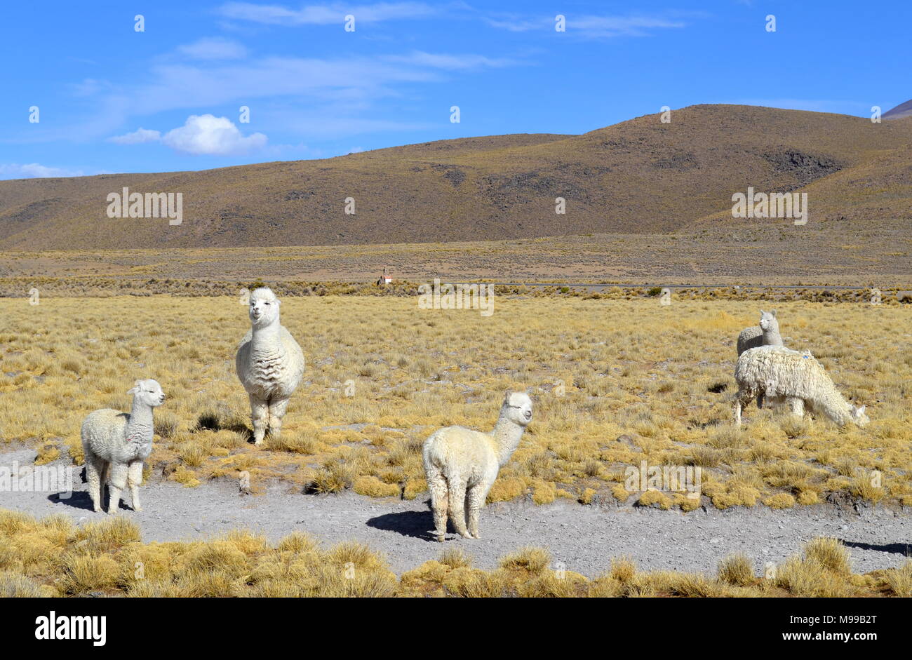 Alpaka und lama in den anden -Fotos und -Bildmaterial in hoher ...
