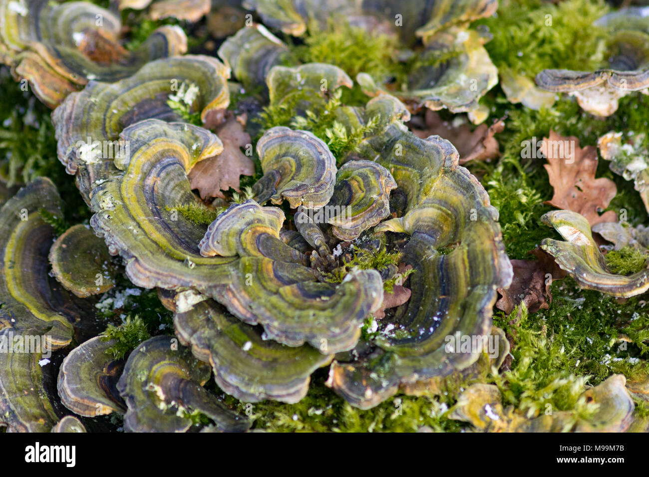 Hyphen pilze Stockfotos und -bilder Kaufen - Alamy