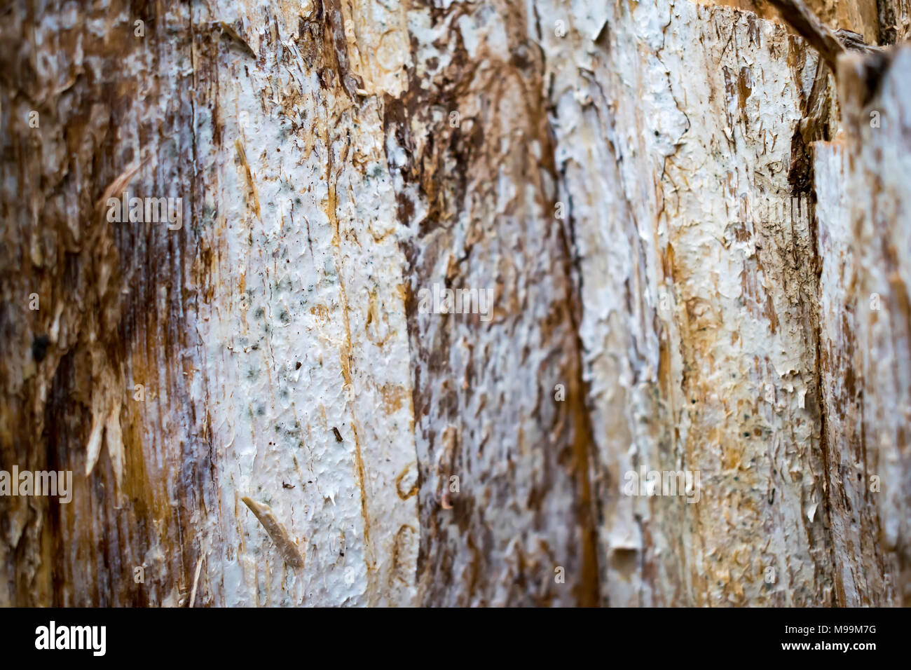 Myzel hintergrund -Fotos und -Bildmaterial in hoher Auflösung – Alamy