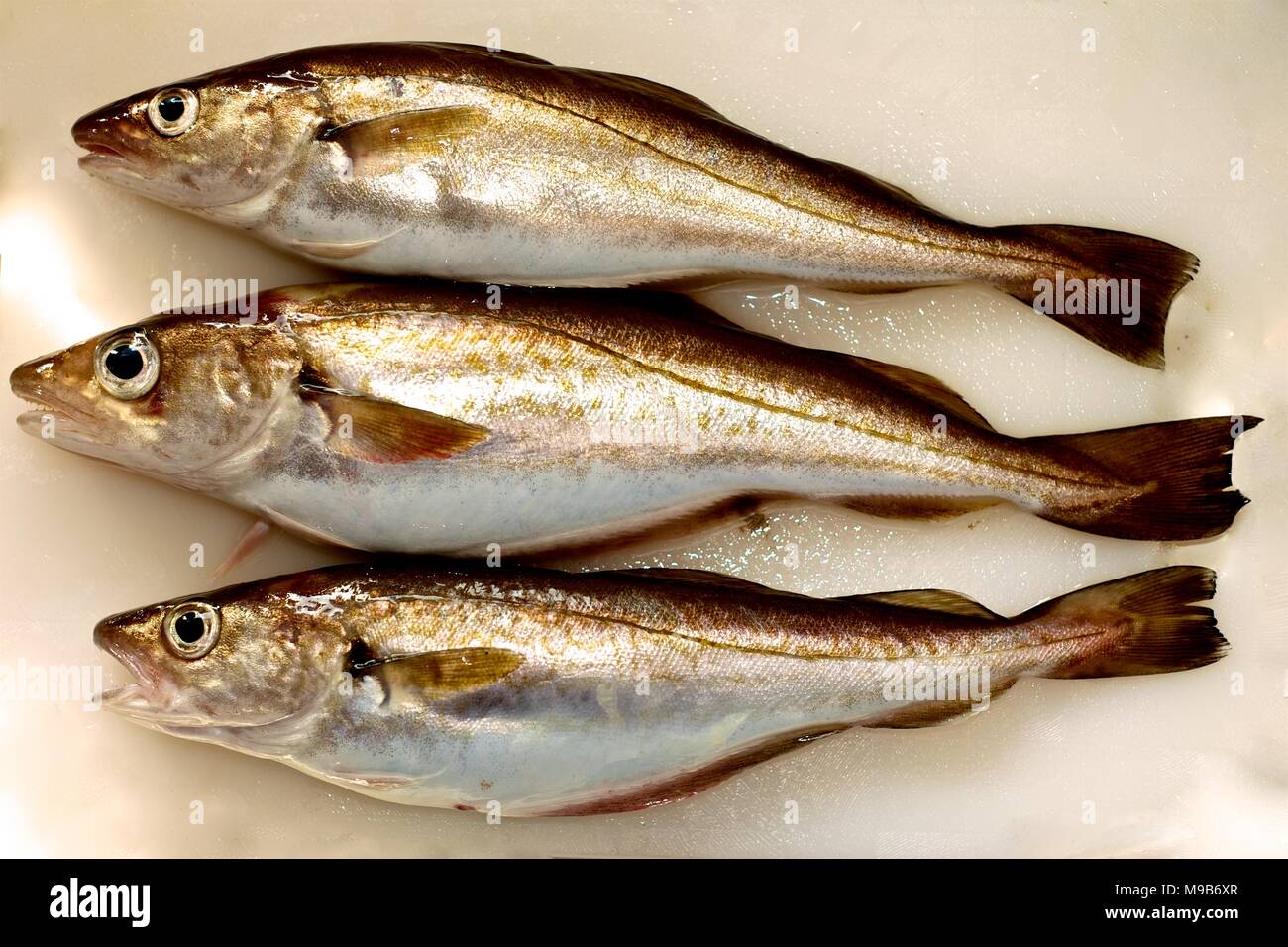 Wittling kochen -Fotos und -Bildmaterial in hoher Auflösung – Alamy