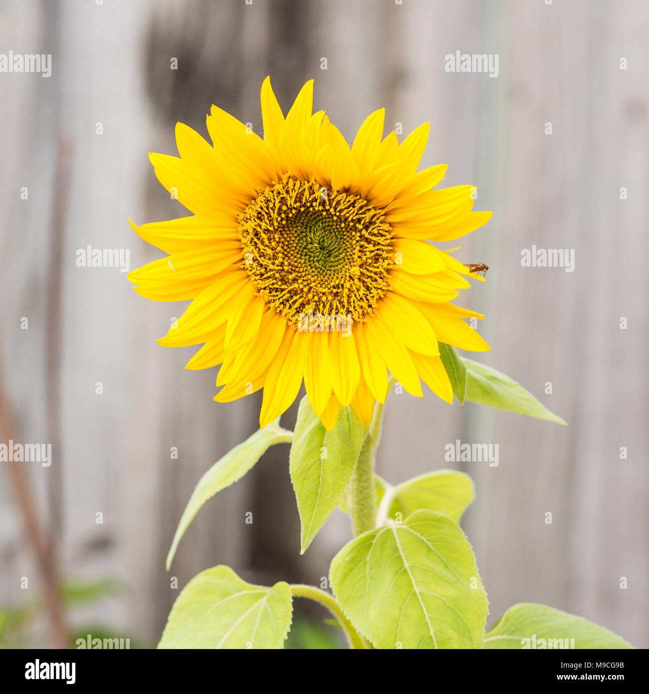 Blute Der Sonnenblume