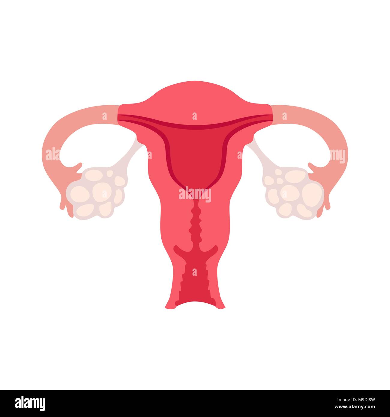 Reproductive System Stockfotos And Reproductive System Bilder Alamy