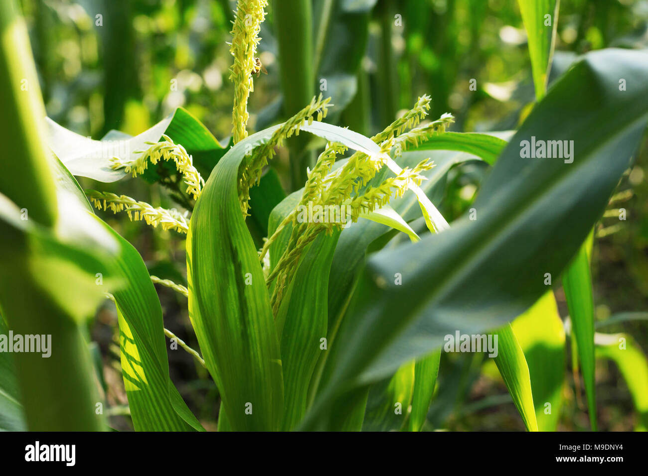 Mais Blätter und Pollen auf Baum mit Sonnenlicht Stockfotografie - Alamy