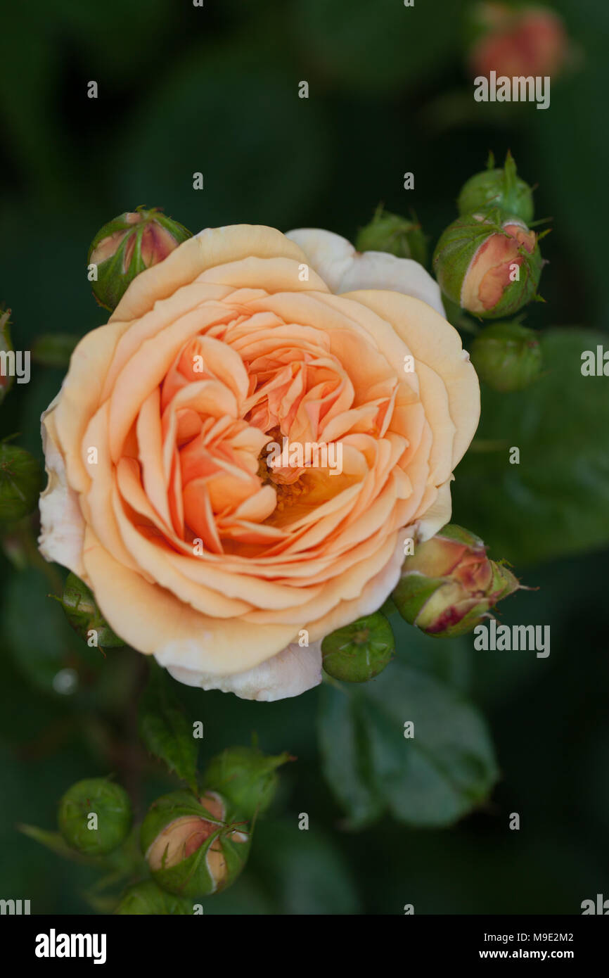 Austin rose garden -Fotos und -Bildmaterial in hoher Auflösung – Alamy
