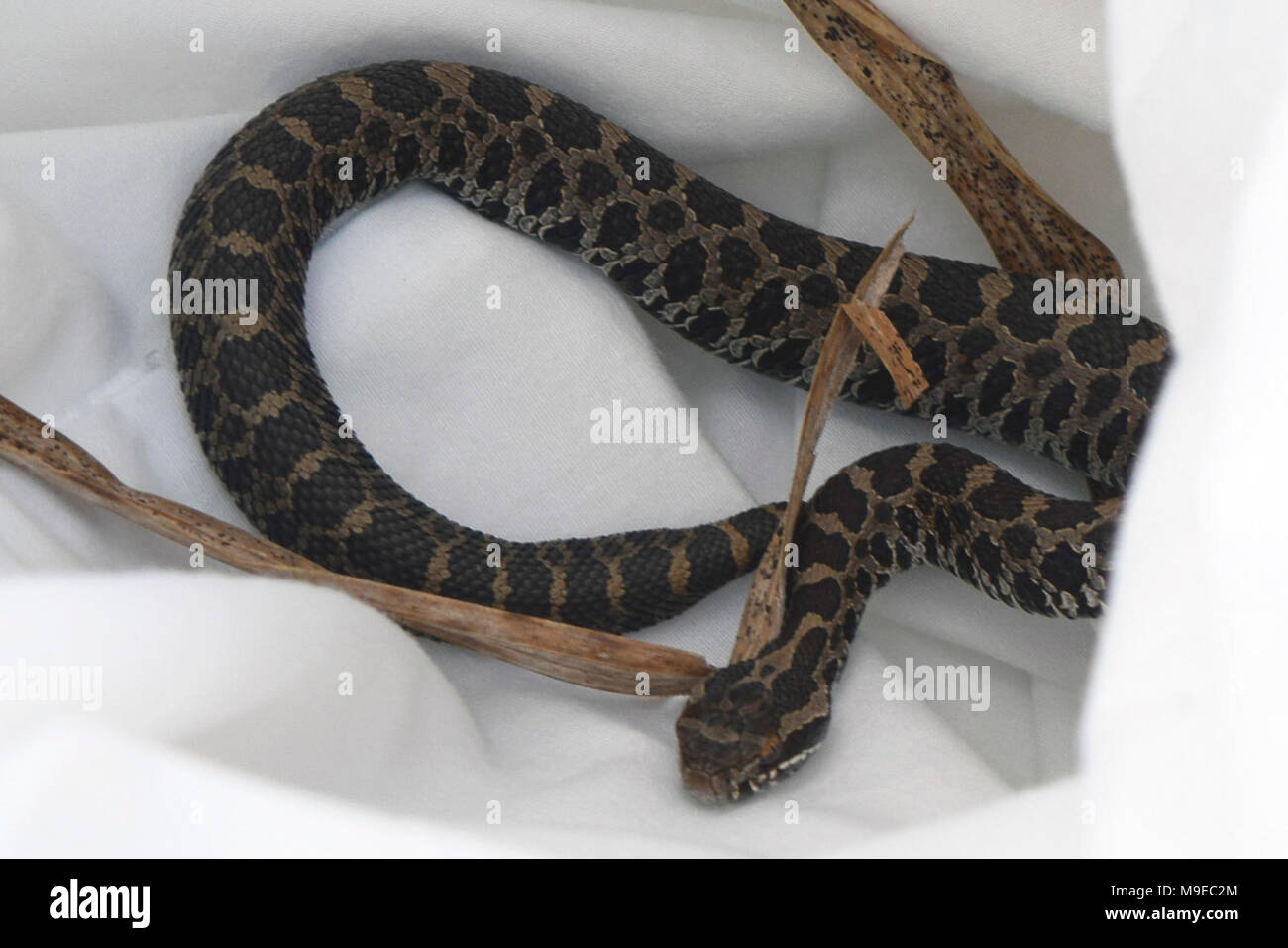 Was ist in der tasche -Fotos und -Bildmaterial in hoher Auflösung – Alamy