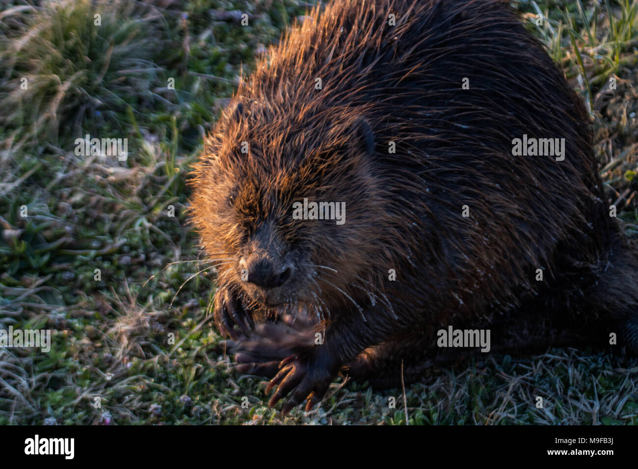 Bieber animal -Fotos und -Bildmaterial in hoher Auflösung – Alamy