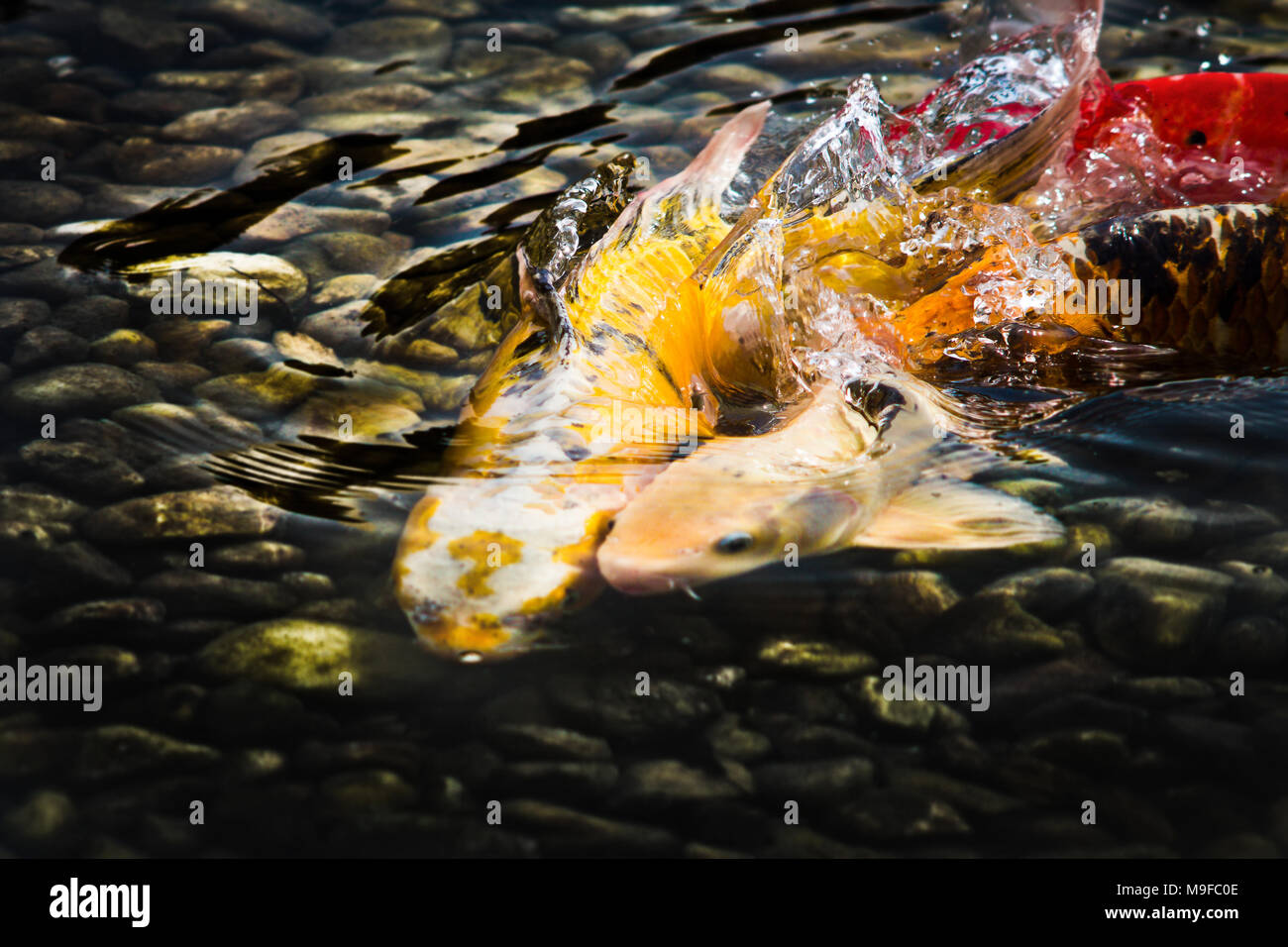 Fisch im wasser -Fotos und -Bildmaterial in hoher Auflösung – Alamy