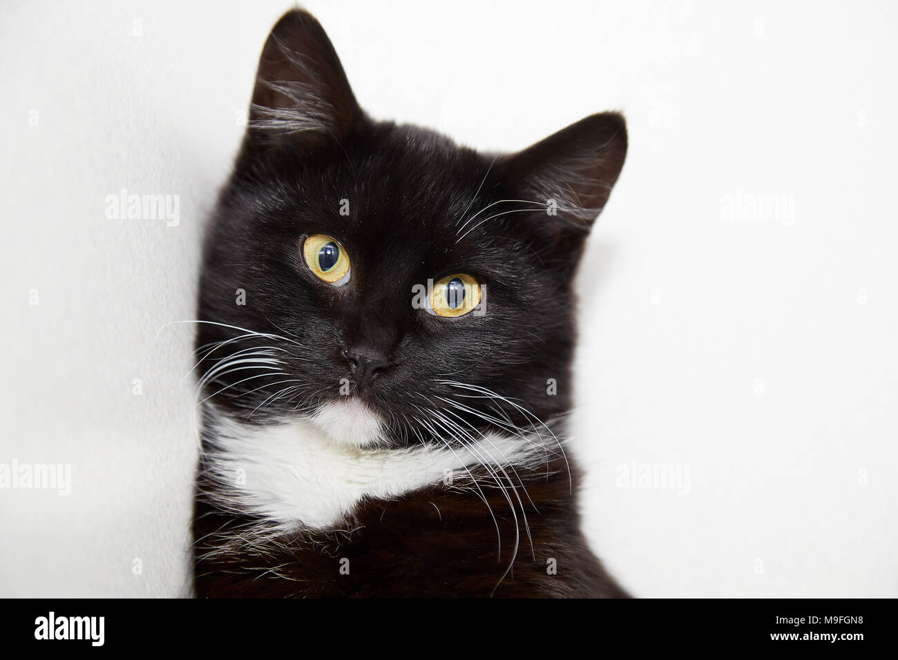 Schwarzer hintergrund raubkatze Stockfotos und -bilder Kaufen - Alamy