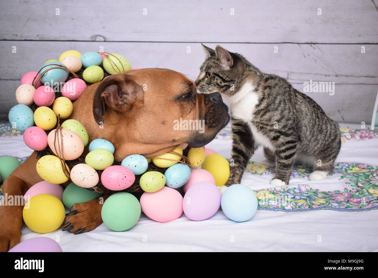 Boxer zuchthund -Fotos und -Bildmaterial in hoher Auflösung – Alamy