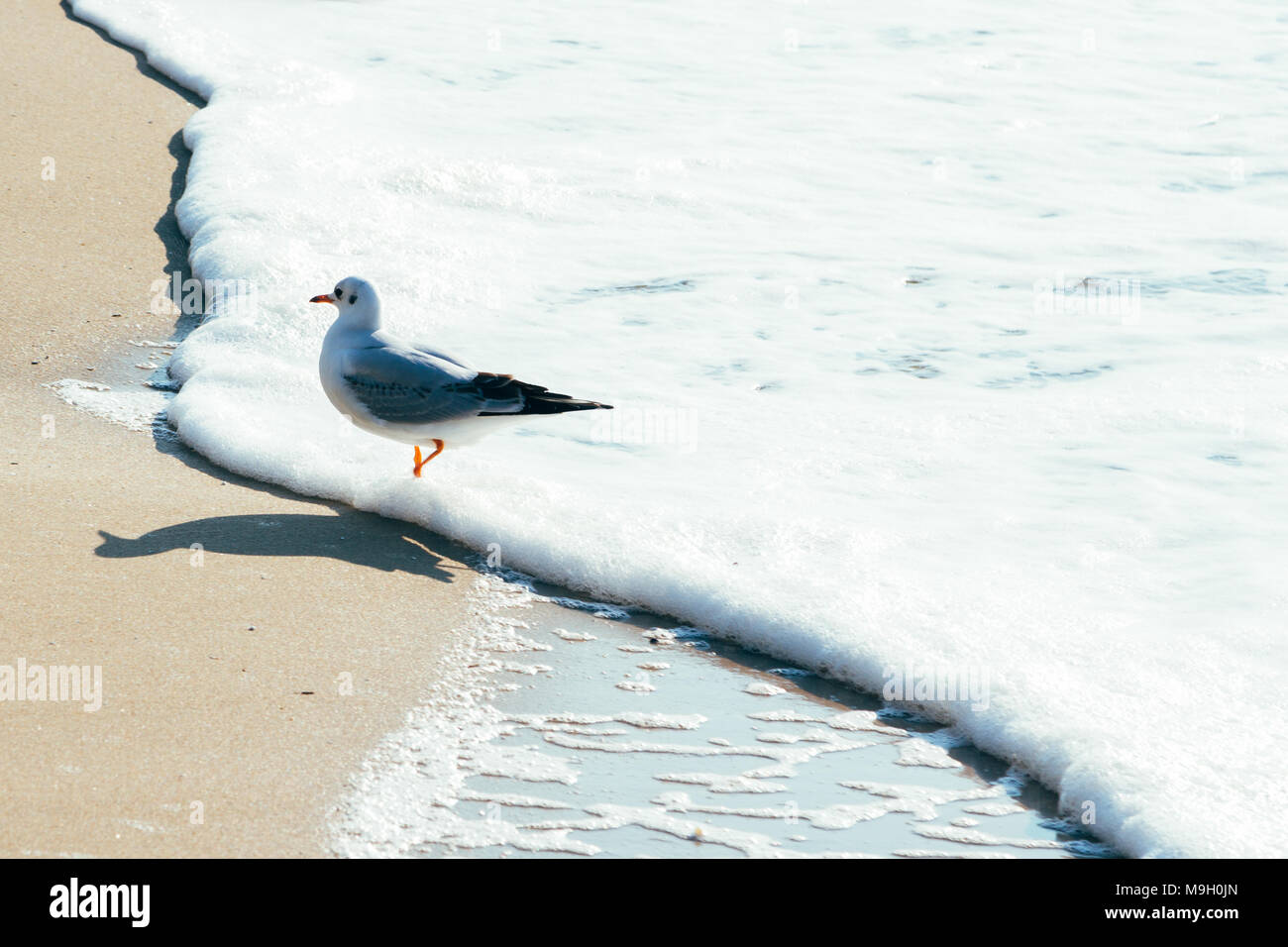 Graue sandfeder -Fotos und -Bildmaterial in hoher Auflösung – Alamy