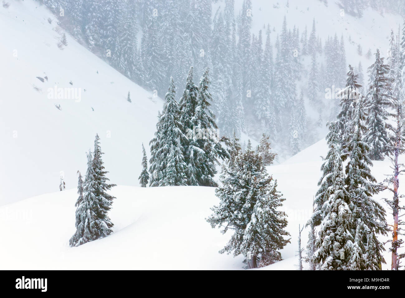 Winter nadelbaum waldlandschaft -Fotos und -Bildmaterial in hoher ...