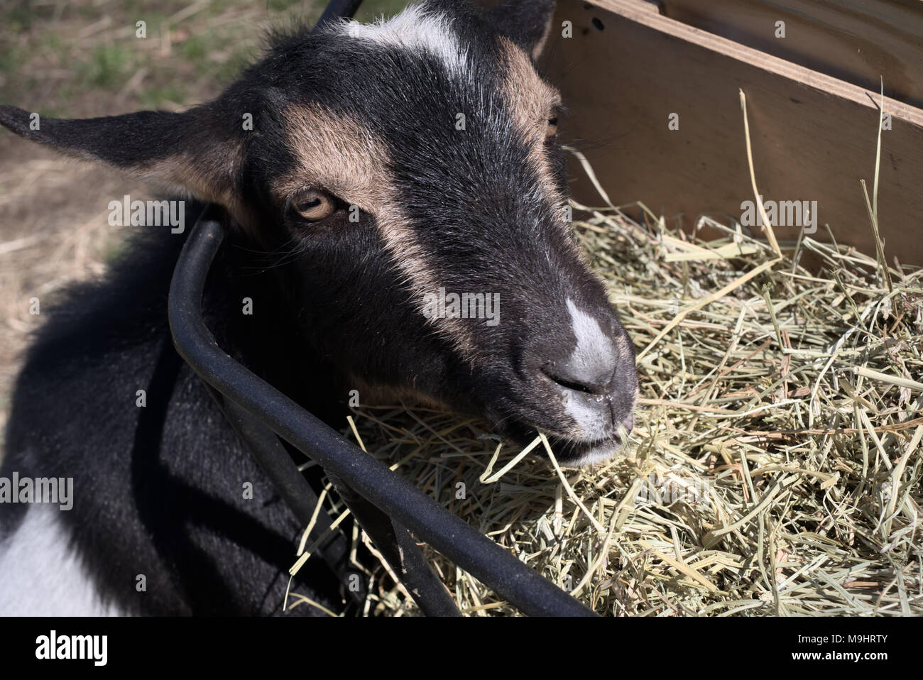 Ziege mit hut -Fotos und -Bildmaterial in hoher Auflösung – Alamy