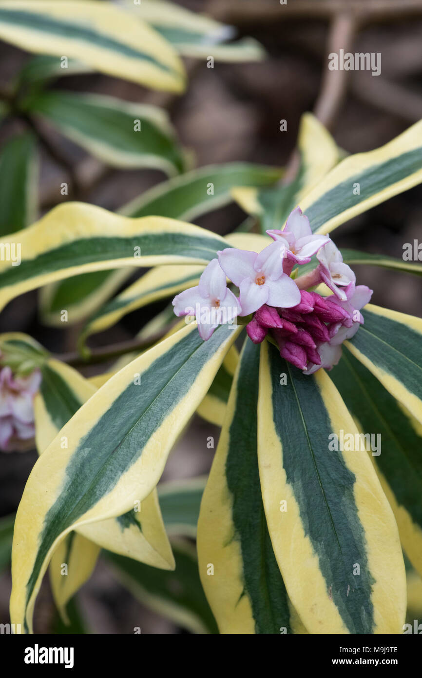 Daphne blume -Fotos und -Bildmaterial in hoher Auflösung – Alamy