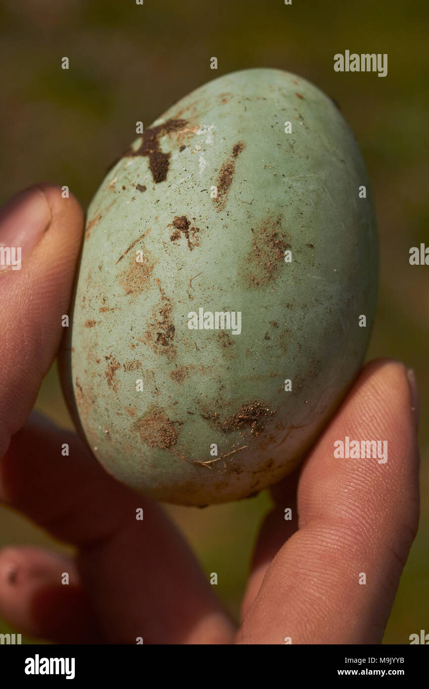 Blaue ente -Fotos und -Bildmaterial in hoher Auflösung – Alamy