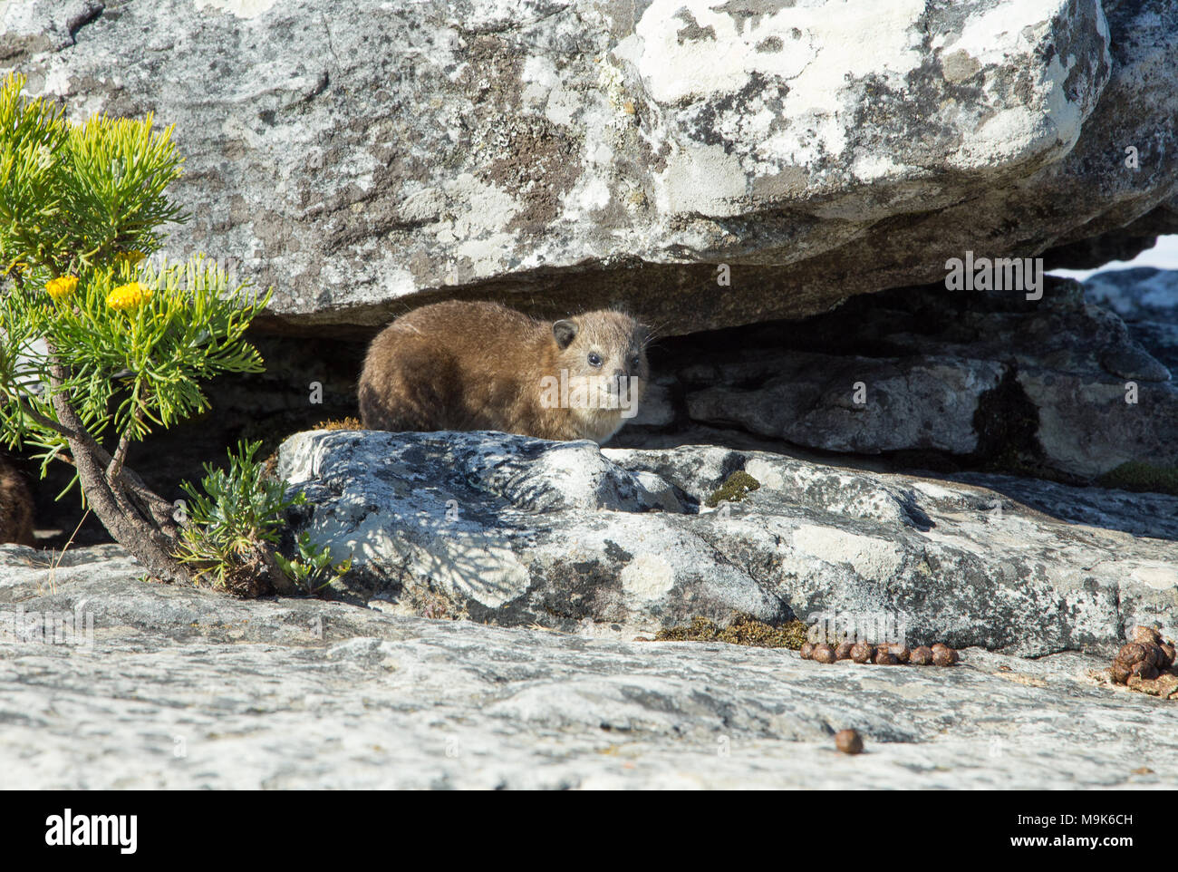 Wibari -Fotos und -Bildmaterial in hoher Auflösung – Alamy