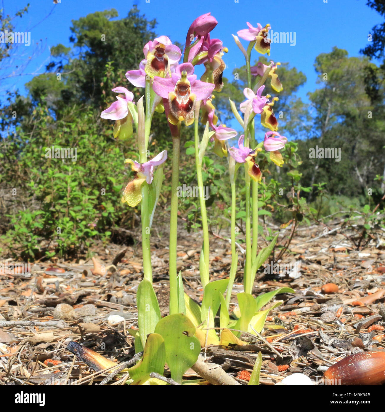 Wilde orchidee -Fotos und -Bildmaterial in hoher Auflösung – Alamy
