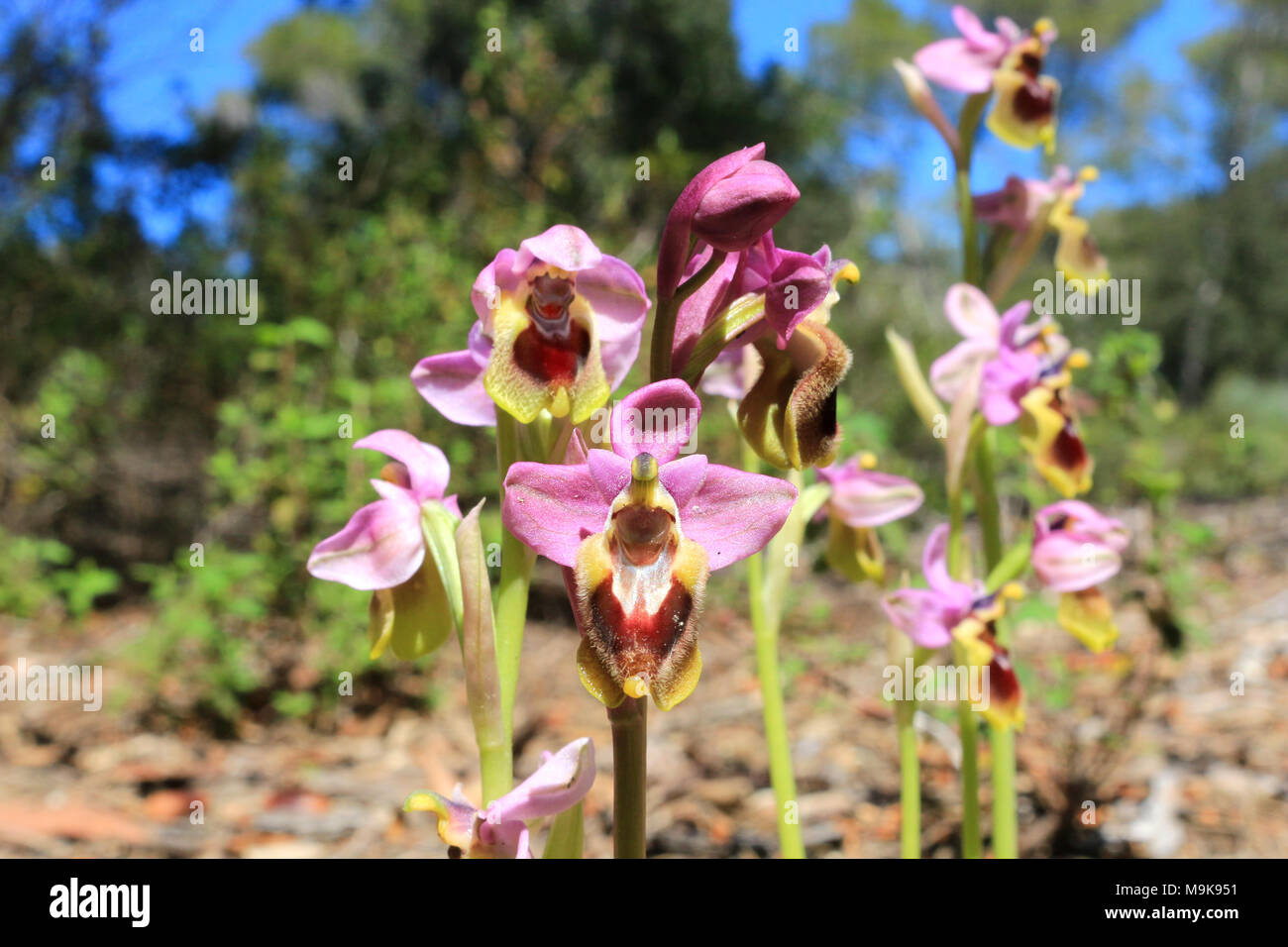 Wilde orchidee -Fotos und -Bildmaterial in hoher Auflösung – Alamy
