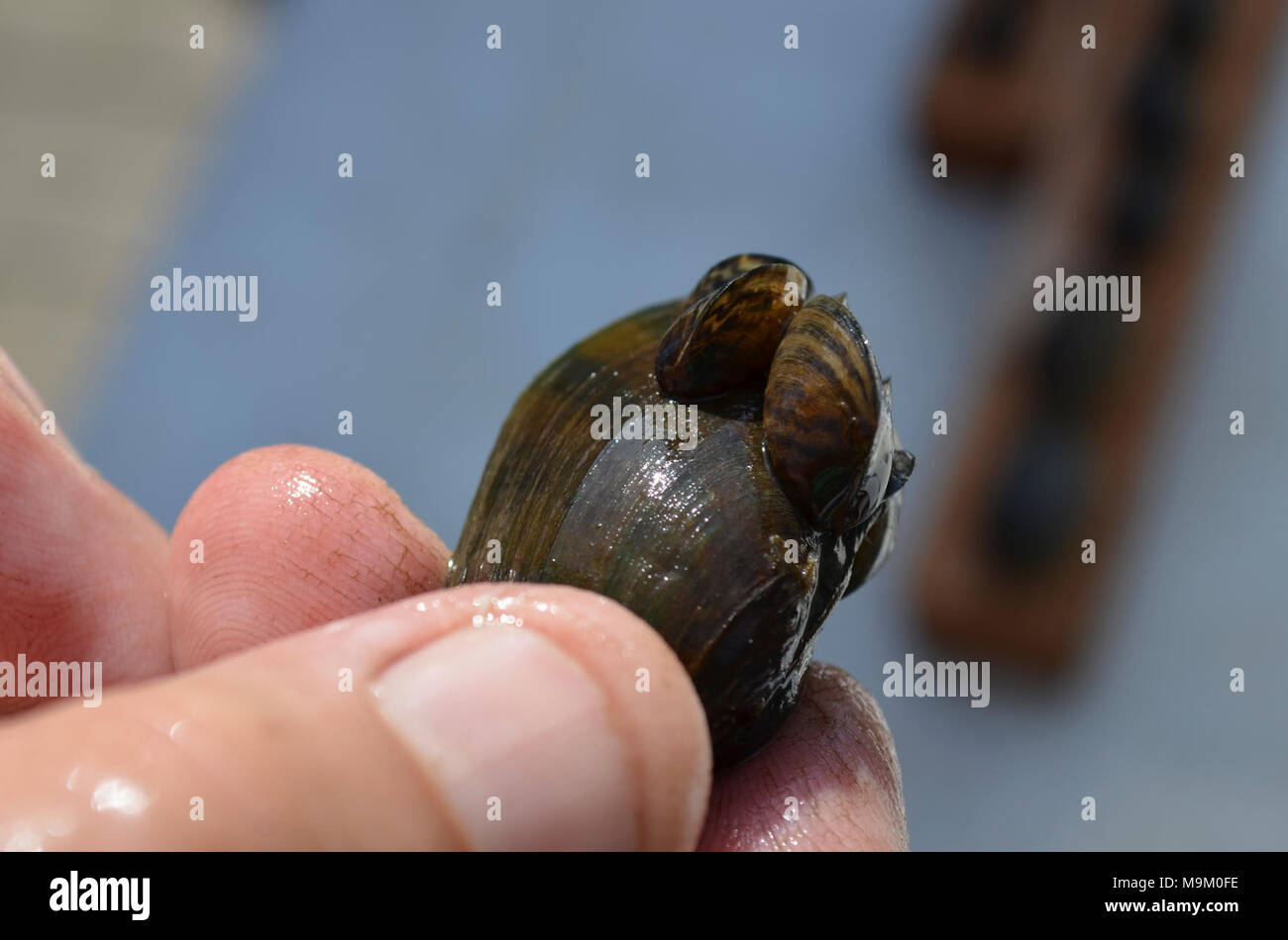 Dreikantmuscheln sind ein wichtiger Faktor für den Rückgang der ...