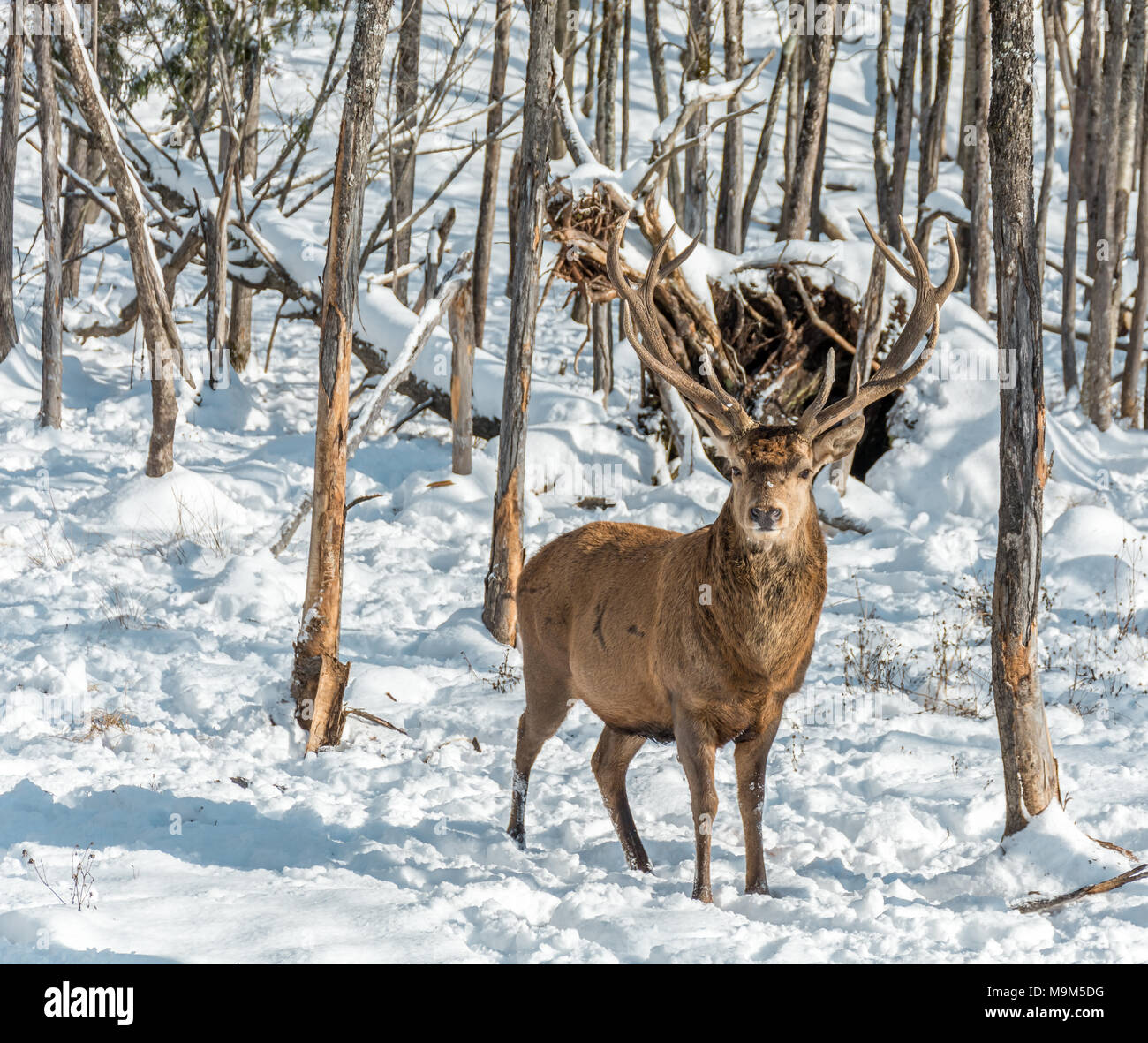 Gigantischer hirsch -Fotos und -Bildmaterial in hoher Auflösung – Alamy