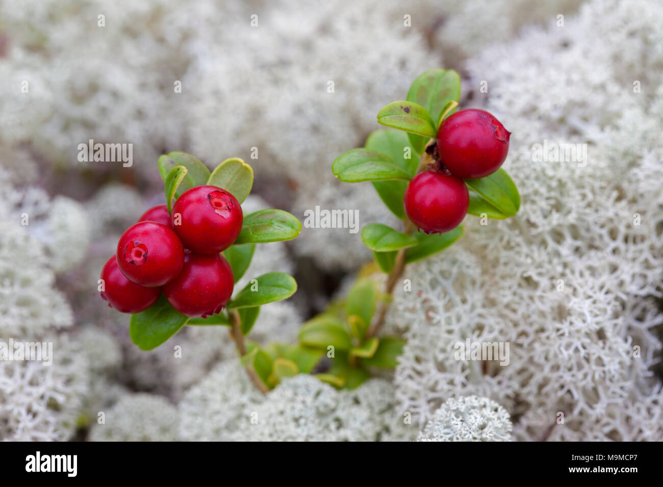 Preiselbeere/cowberry/Gebüsch cranberry/partridgeberry (Vaccinium vitis ...