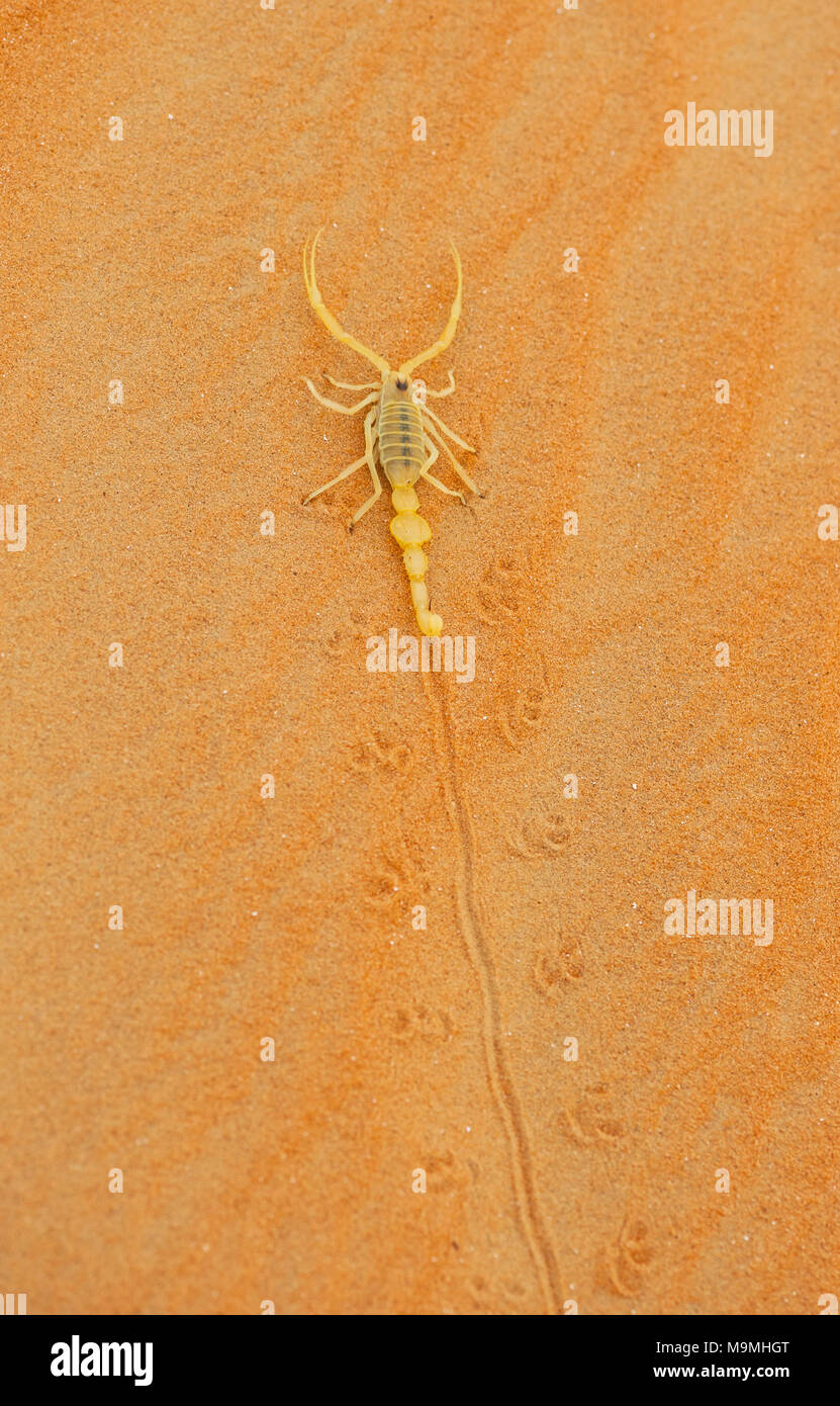 Ein hoch giftigen arabischen Skorpion, Apistobuthus Pterygocerus ...