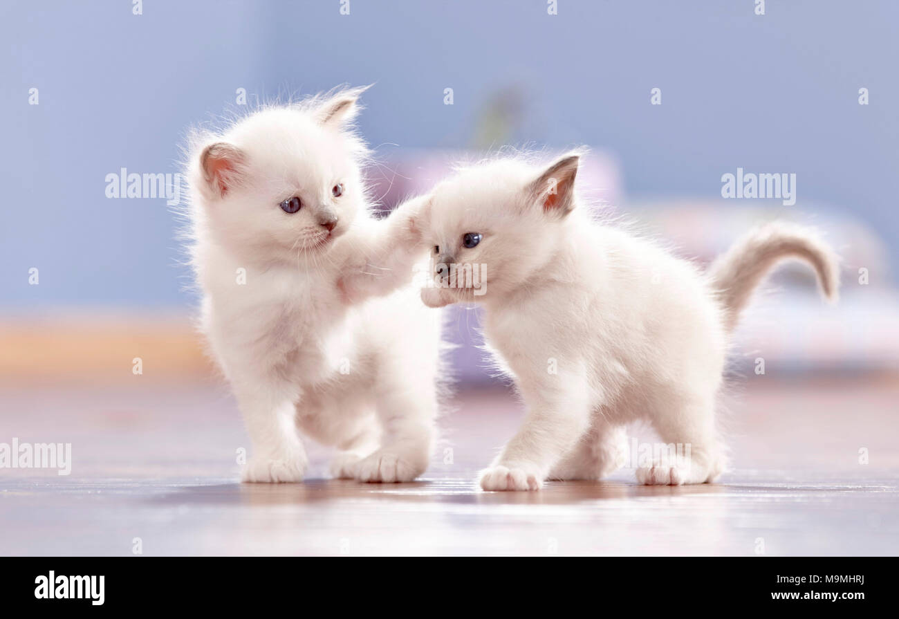 Heilige Birma Katze. Zwei Kätzchen (4 Wochen alt) spielen auf Parkett ...