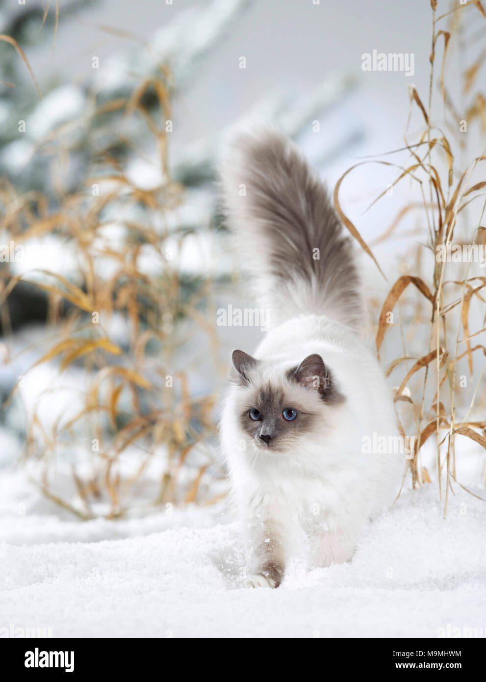 Heilige Birma Katze. Erwachsene Katze Wandern im Schnee. Deutschland ...