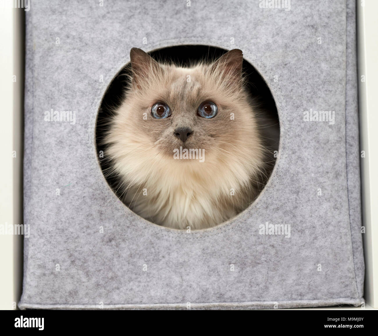 Heilige Birma, Heilige Birma. Erwachsene Katze in einem Hobbyraum ...