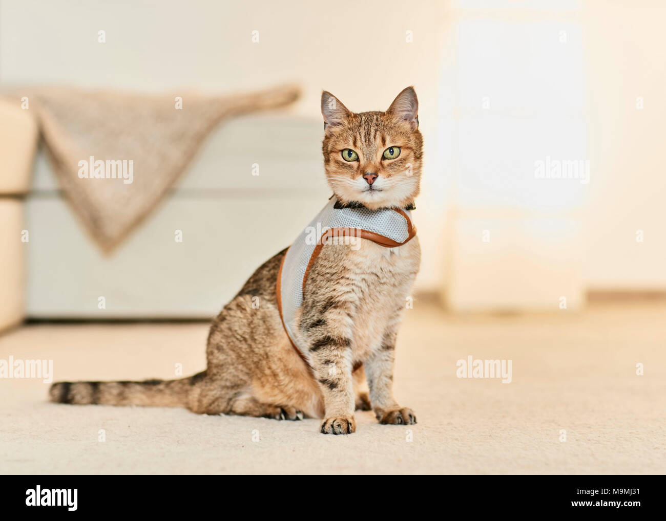 Sitzende katze -Fotos und -Bildmaterial in hoher Auflösung – Alamy