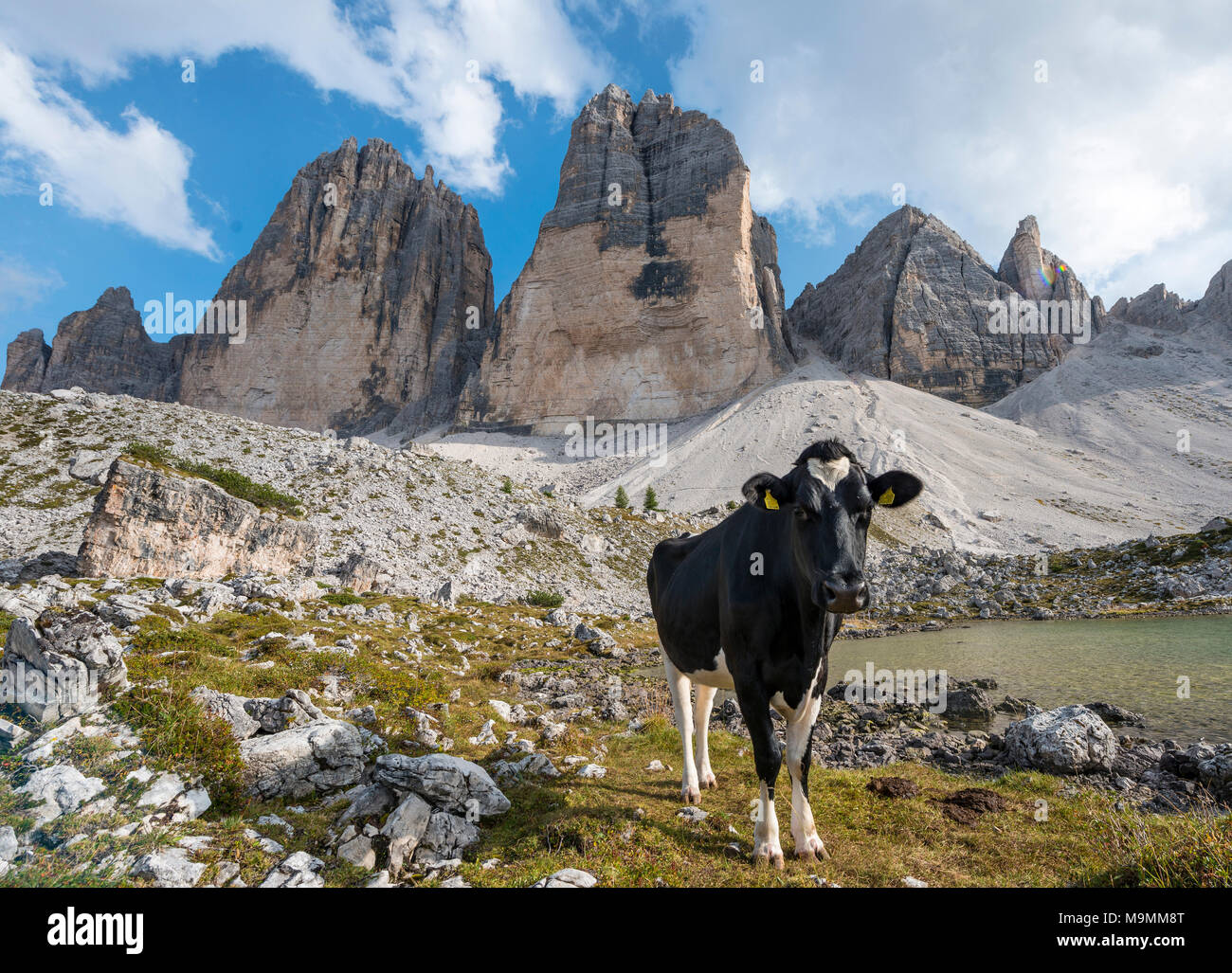 Kuh herz -Fotos und -Bildmaterial in hoher Auflösung – Alamy