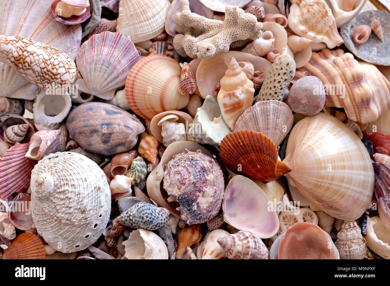 Sea shells -Fotos und -Bildmaterial in hoher Auflösung – Alamy