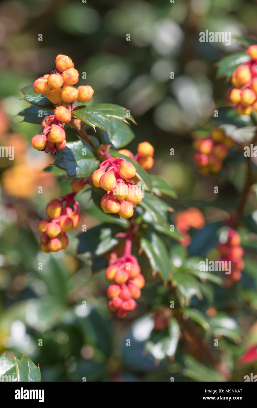 Berberitzenbeeren uk -Fotos und -Bildmaterial in hoher Auflösung – Alamy