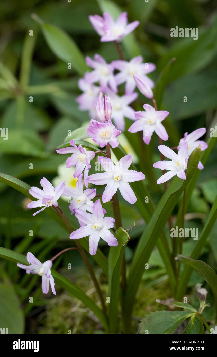 Sternförmige blumen -Fotos und -Bildmaterial in hoher Auflösung – Alamy