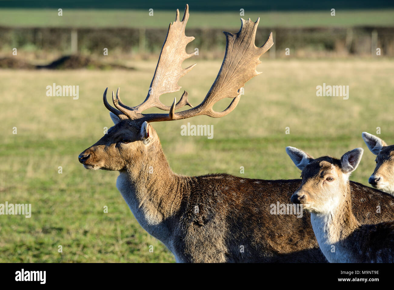 Sikahirsch bock -Fotos und -Bildmaterial in hoher Auflösung – Alamy