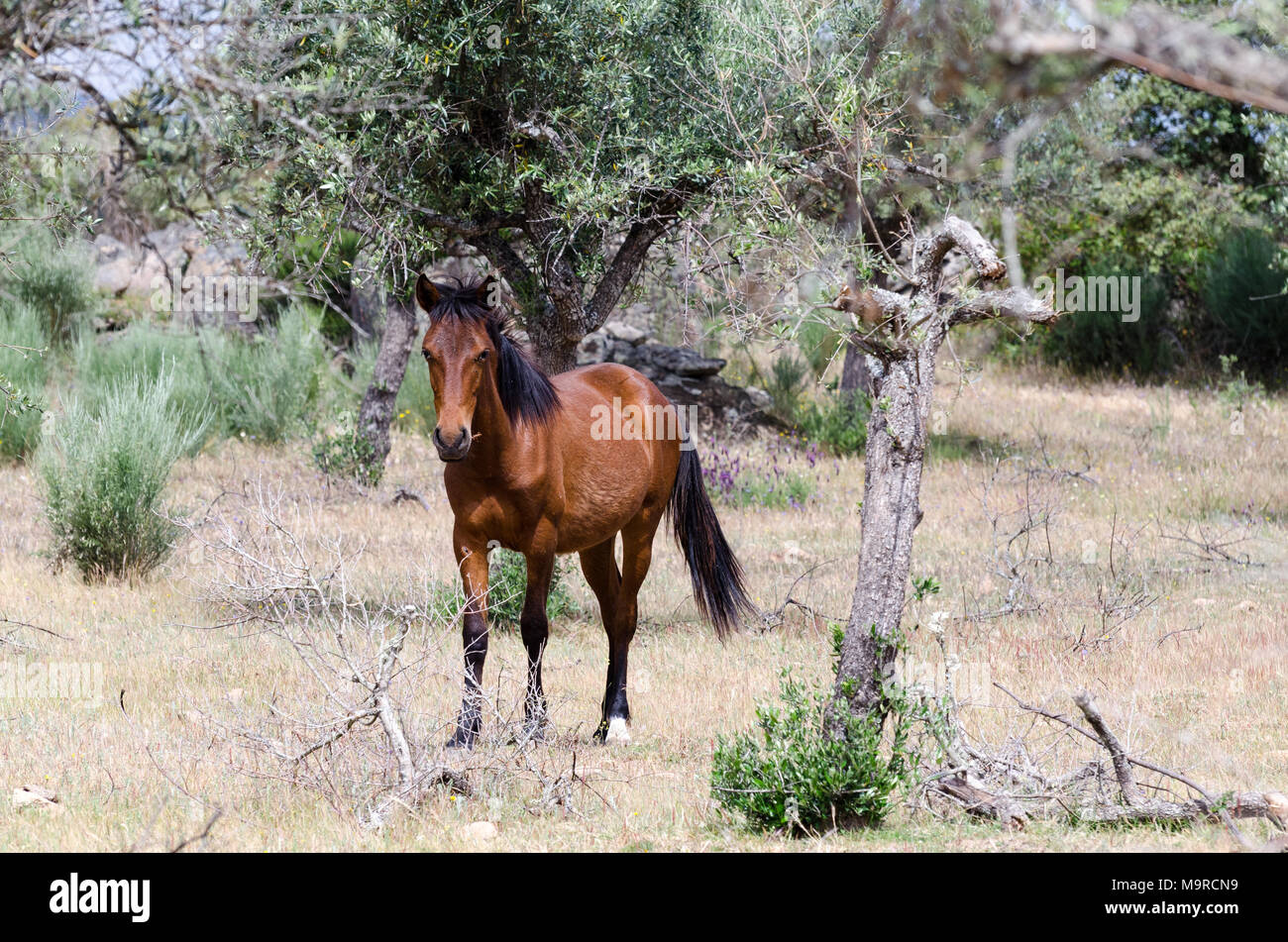 Garrano pferd -Fotos und -Bildmaterial in hoher Auflösung – Alamy