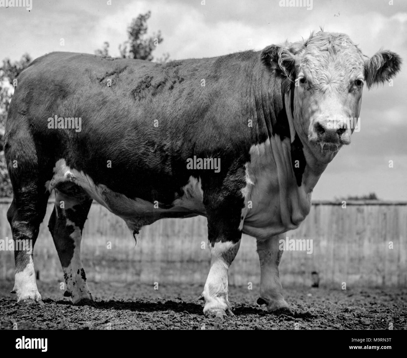 Hereford rinderzucht -Fotos und -Bildmaterial in hoher Auflösung – Alamy