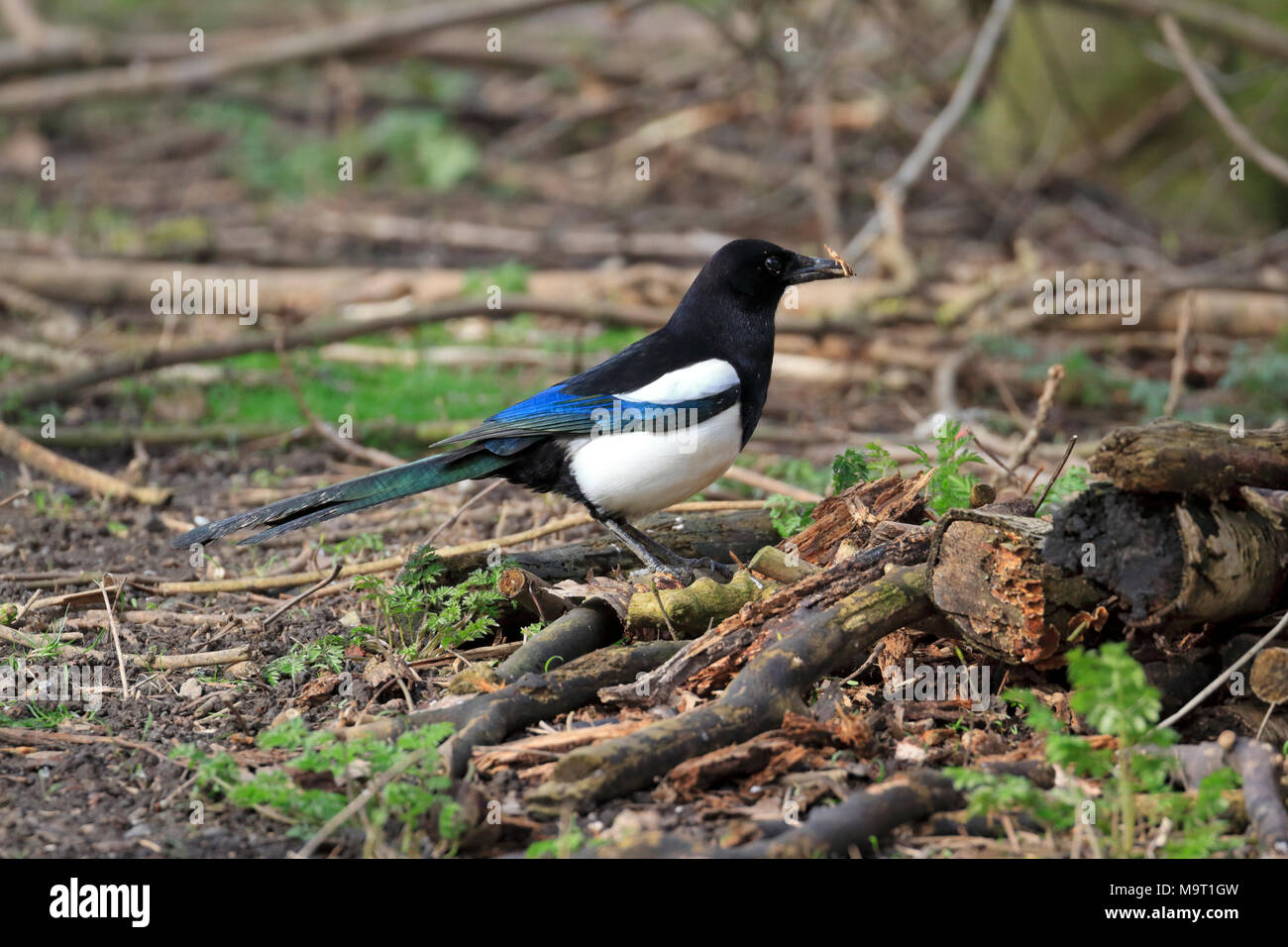 Elster uk vogel -Fotos und -Bildmaterial in hoher Auflösung – Alamy