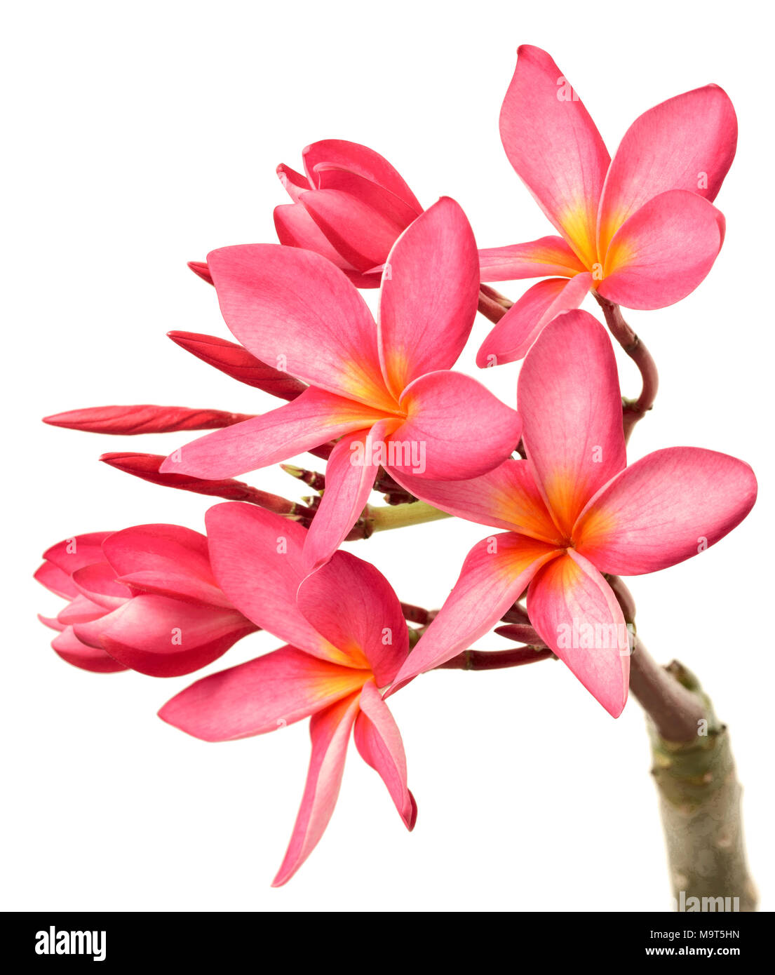 Roter frangipani -Fotos und -Bildmaterial in hoher Auflösung - Seite 2 ...