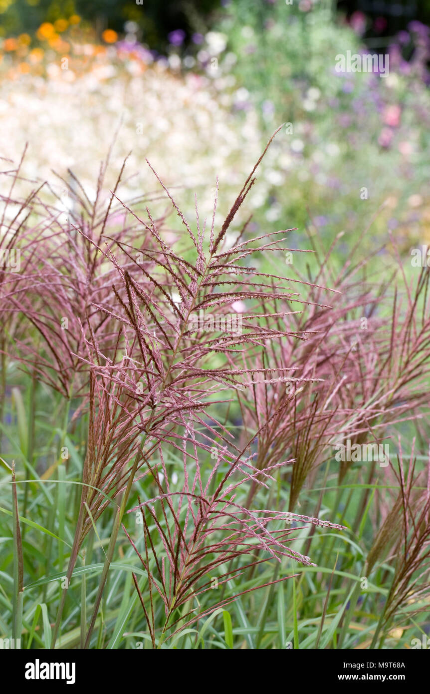 Miscanthus sinensis rotsilber -Fotos und -Bildmaterial in hoher ...