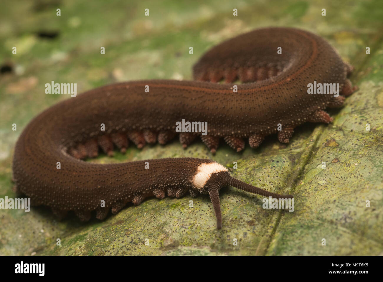 Eine sehr seltsame, merkwürdige, und primitiven Tier; dies ist eine ...