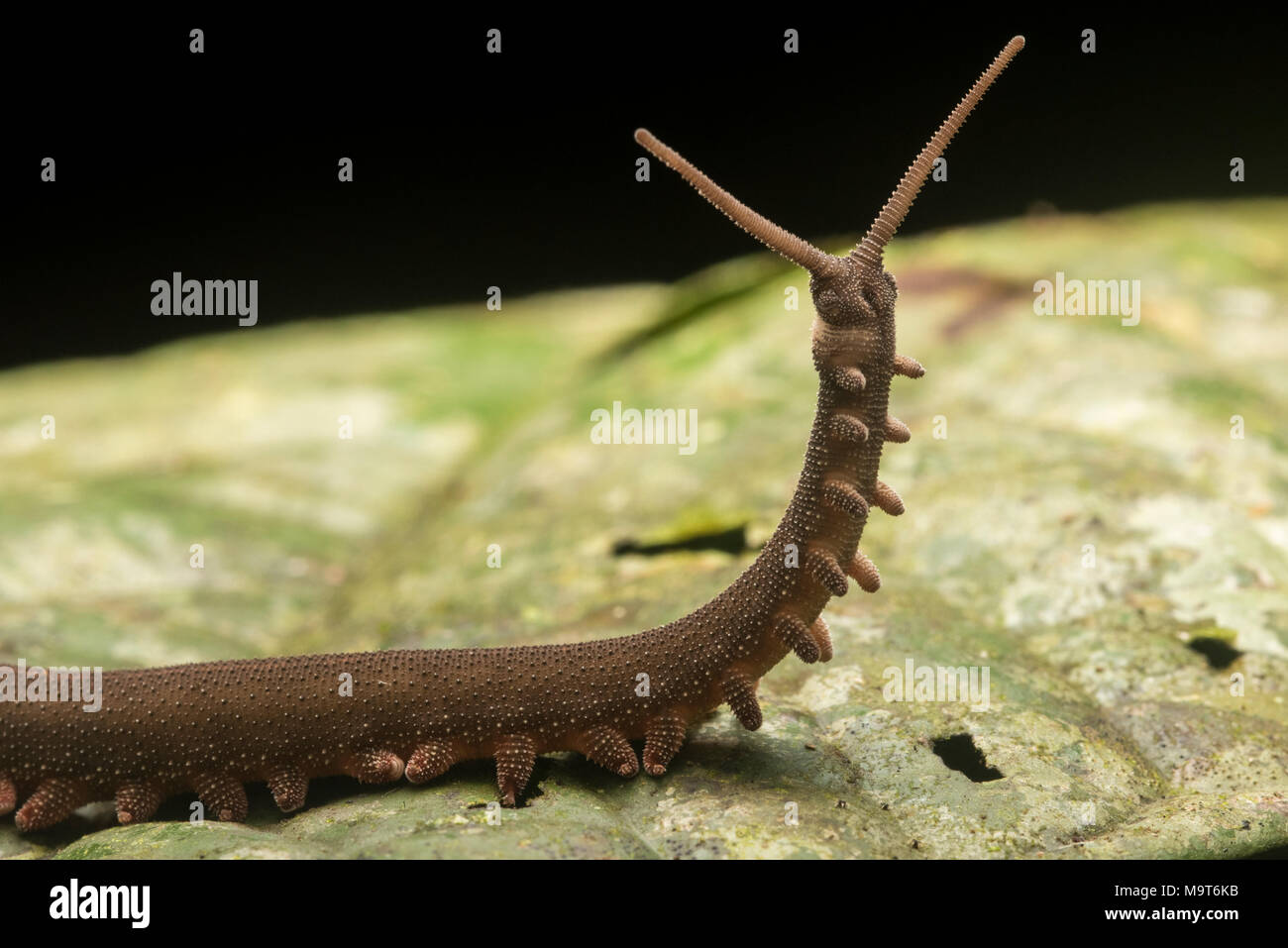 Eine sehr seltsame, merkwürdige, und primitiven Tier; dies ist eine ...