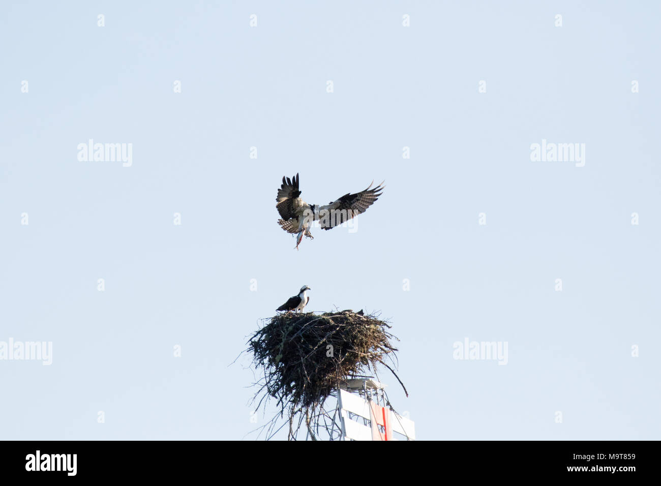 Fisch fressender vogel -Fotos und -Bildmaterial in hoher Auflösung – Alamy