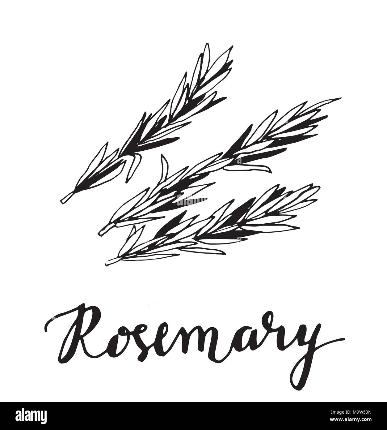 Rosmarin Skizze stil Vector Illustration Stock-Vektorgrafik - Alamy