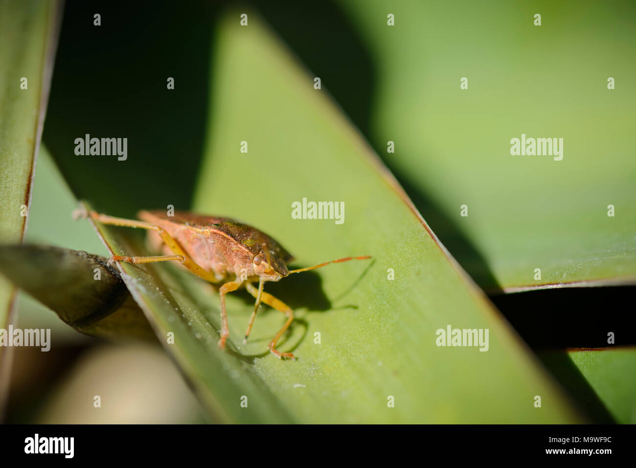 Braune stinkwanzen -Fotos und -Bildmaterial in hoher Auflösung – Alamy